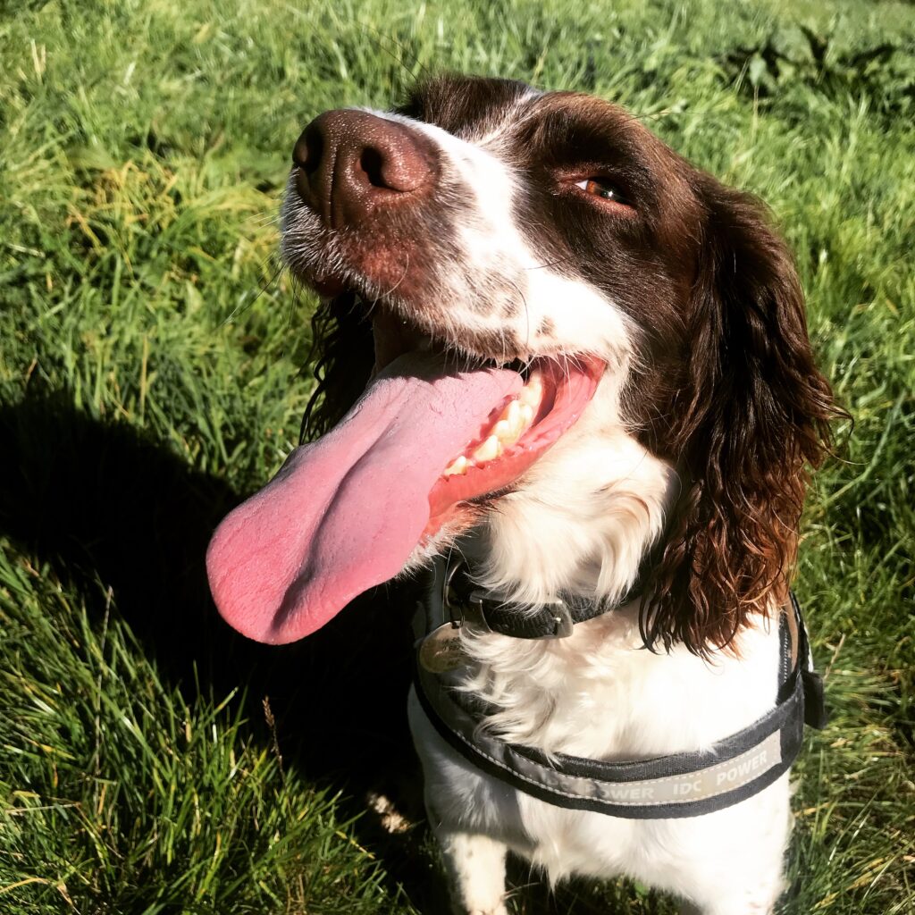 Gallery - Harris Paws